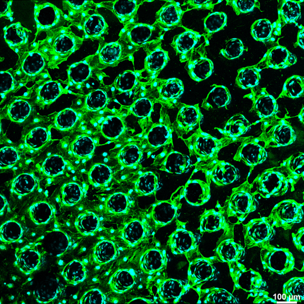 Announcing the 2023 CSCI Photo Contest Winners | Columbia Stem Cell ...