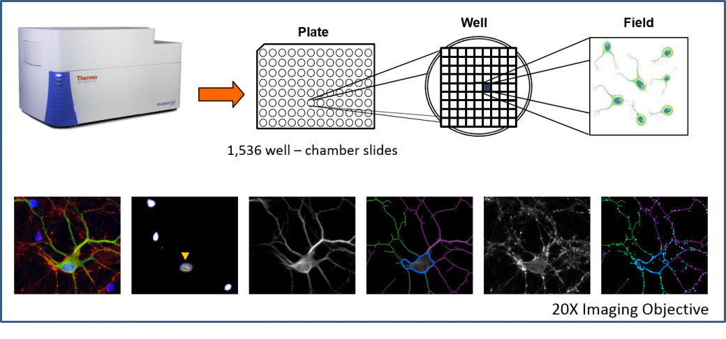 High Content Imaging is here! | Columbia Stem Cell Initiative - CSCI