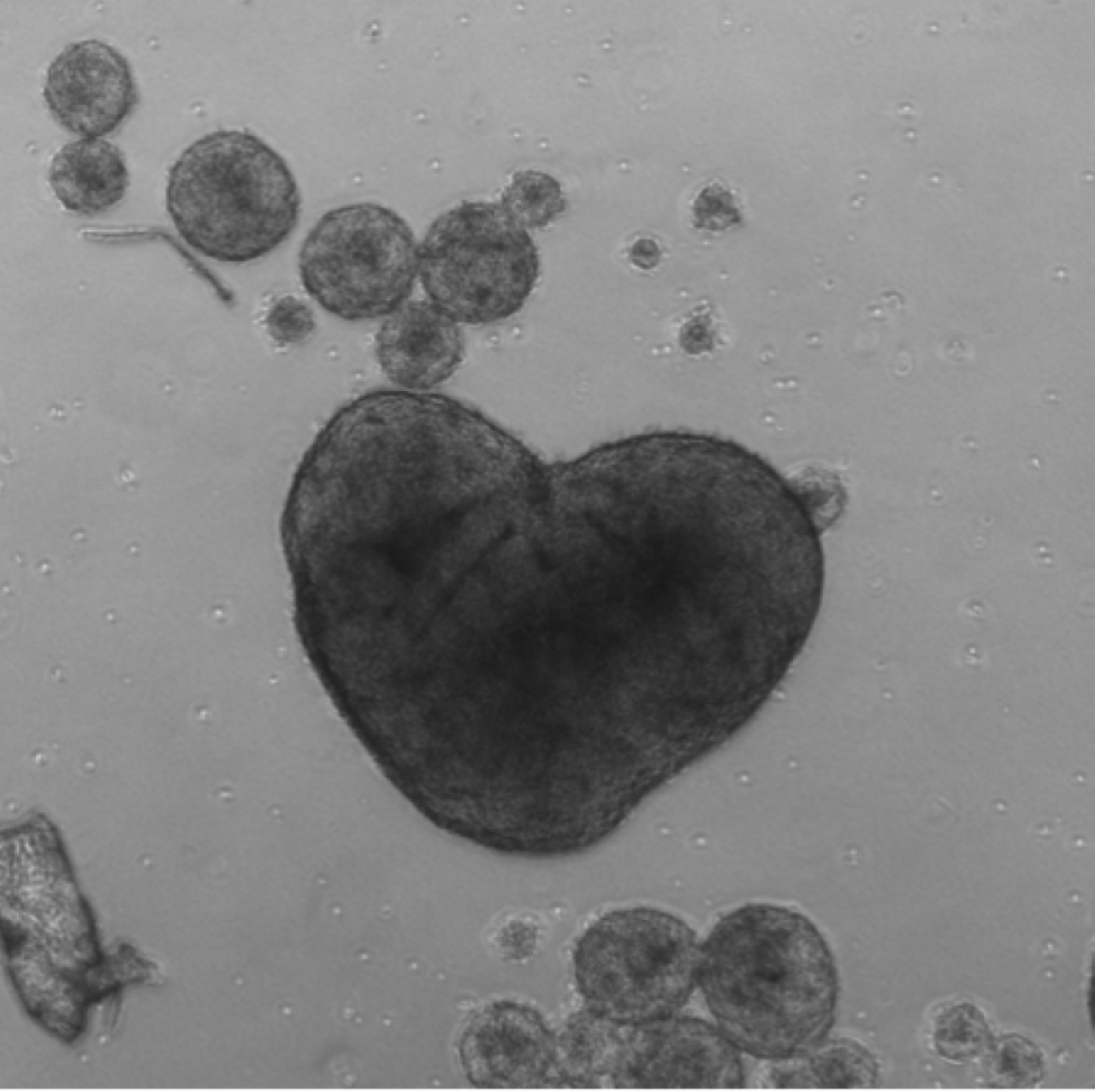 Announcing the 2023 CSCI Photo Contest Winners | Columbia Stem Cell ...