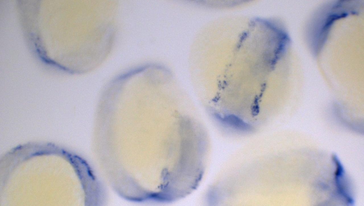 Education | Columbia Stem Cell Initiative - CSCI