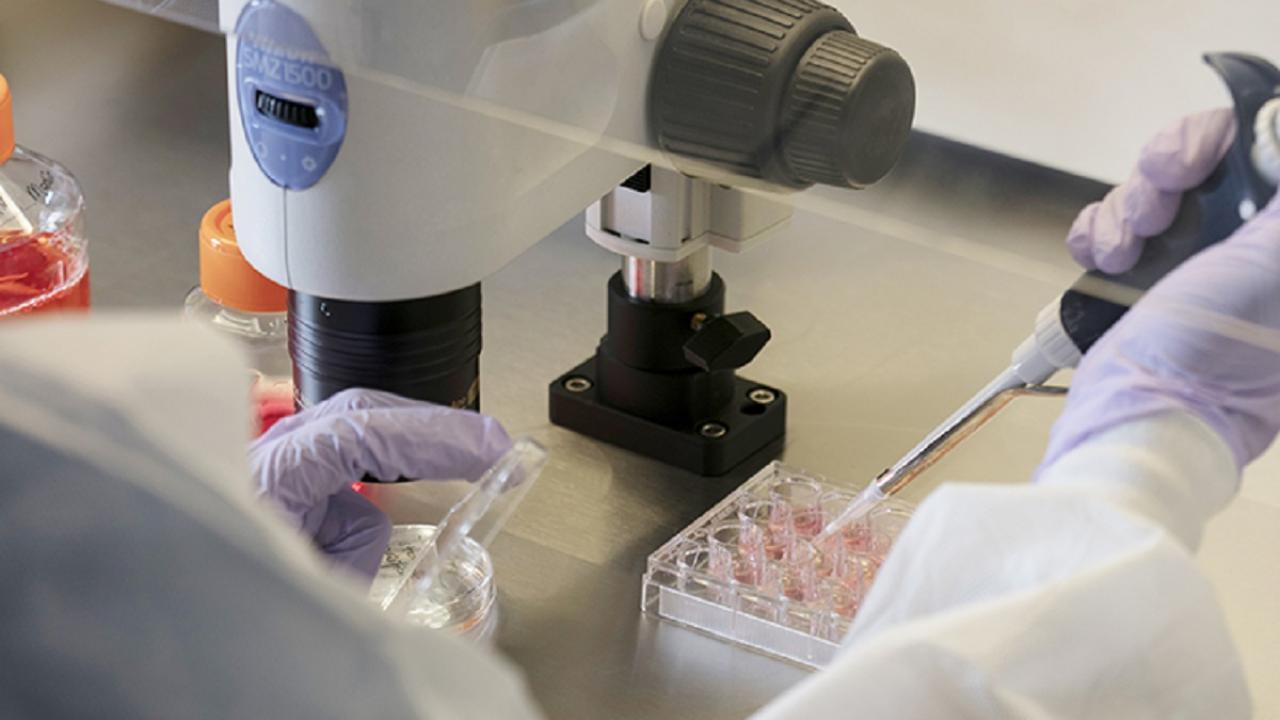 Gene Editing (CRISPR-Cas9) | Columbia Stem Cell Initiative - CSCI