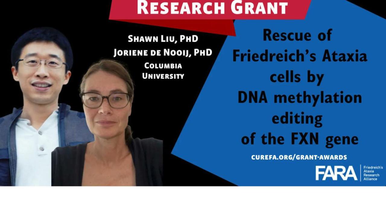 Liu & de Nooij Labs receive a research award from Friedreich’s Ataxia ...