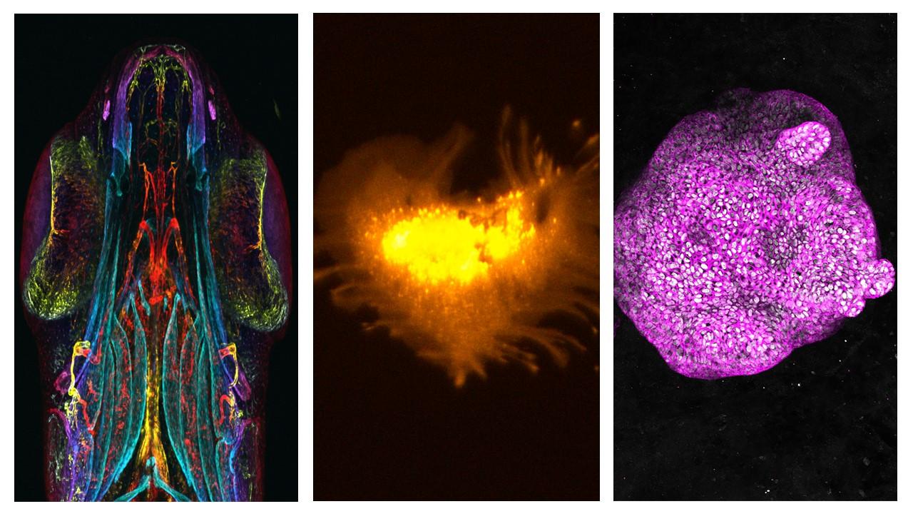 Announcing the 2024 CSCI Photo Contest Winners | Columbia Stem Cell ...