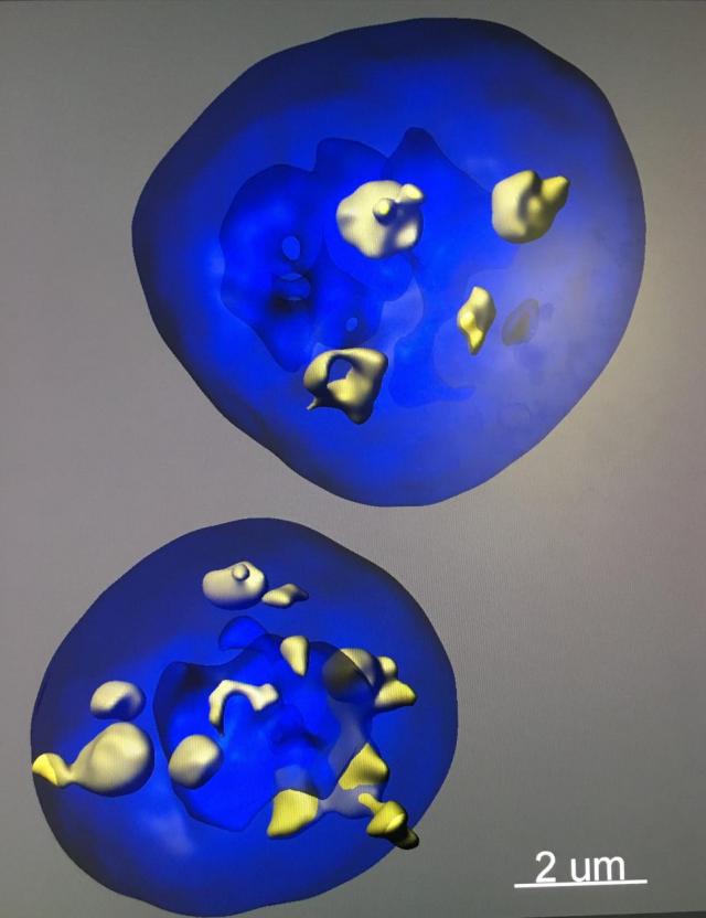 Viny Lab | Columbia Stem Cell Initiative - CSCI